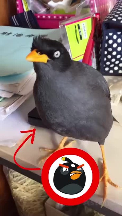 Angry birb - Meme by CampingIsStrategy :) Memedroid