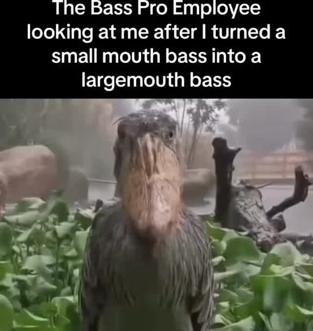 Bass - Meme by Knot_daddy :) Memedroid