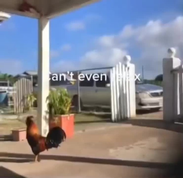 Gallo - Meme by deleted_c082040d748 :) Memedroid