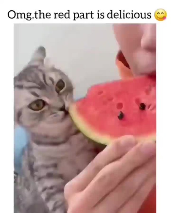 Gato disfruta de la sandía por primera vez - Meme by skyfolls :) Memedroid