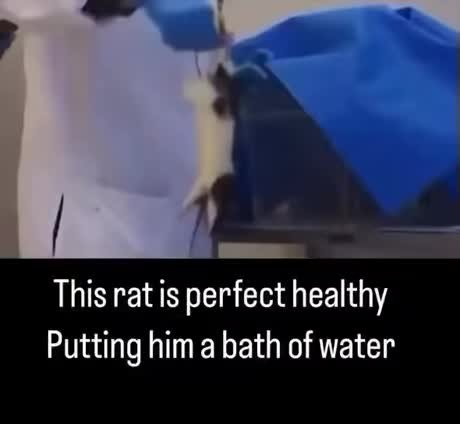 rat experiment - Meme by RoboSheepz :) Memedroid