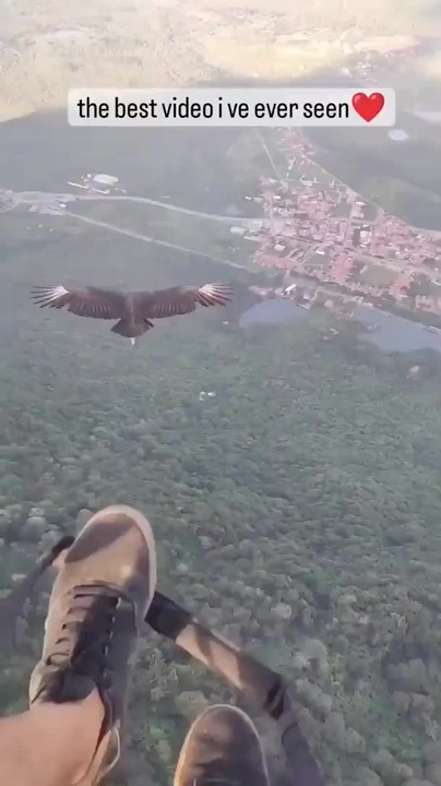 His spirit animal - Meme by purplehazecut :) Memedroid