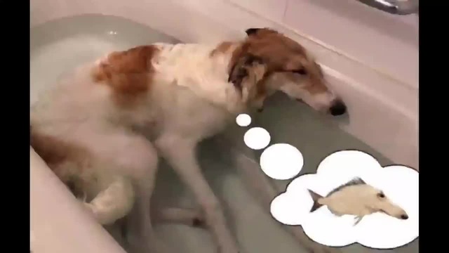 Borzoi - Meme by FrancoCFA_OCAfricano :) Memedroid