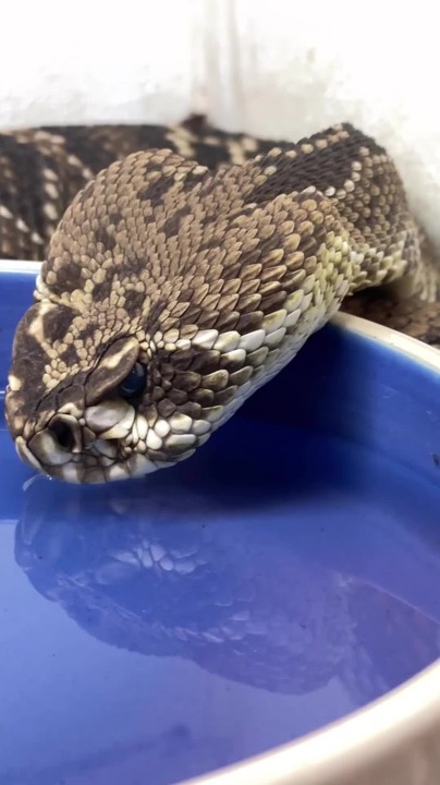 SNAKE DRINKING - Meme by Kaleno87 :) Memedroid