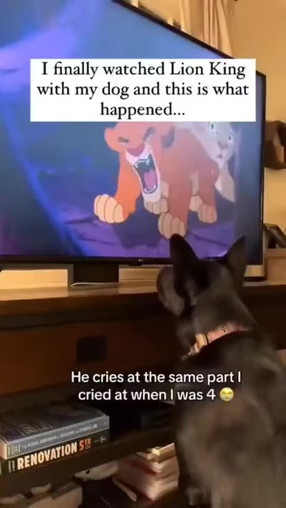 Doggo crying over Mufasa's death - Meme by NouSIii :) Memedroid