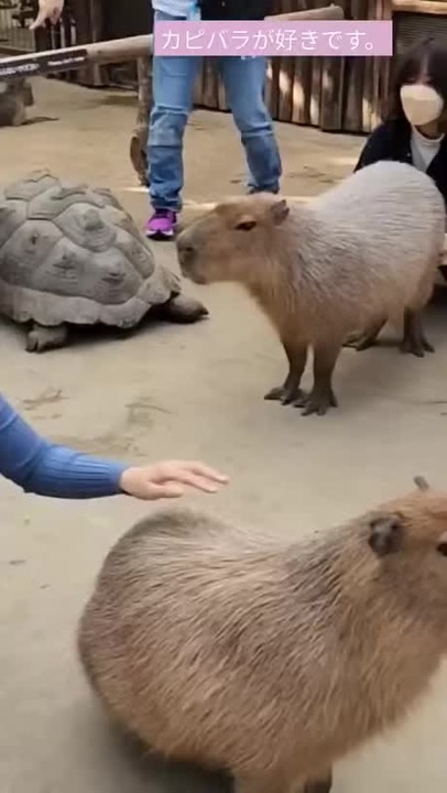 Gohan with sunglasses - Meme by pirush :) Memedroid