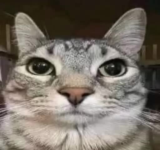 Chambea puto - Meme subido por MomazosPablo :) Memedroid