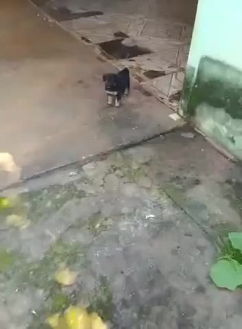 Adm gosta de cães - Meme by Macaco_Crucificado :) Memedroid