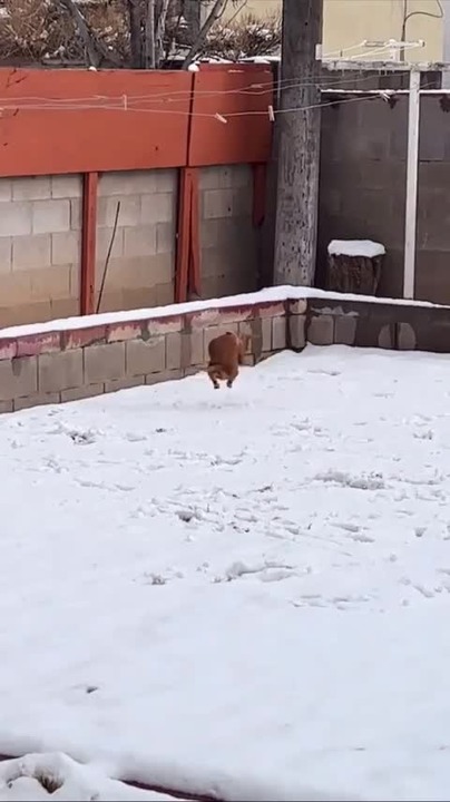 Doggo playing in the snow - Meme by tyehoax :) Memedroid