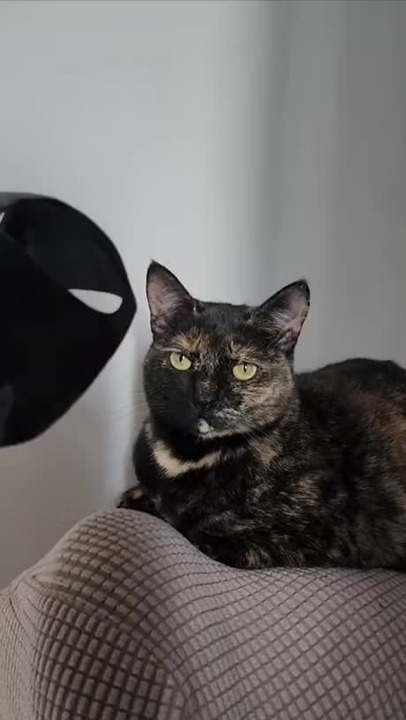 Batcat - Meme by captaintropical :) Memedroid