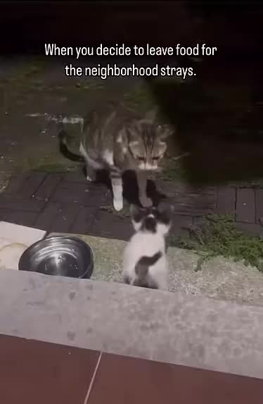 Stray mom cat - Meme by trivinzelda :) Memedroid
