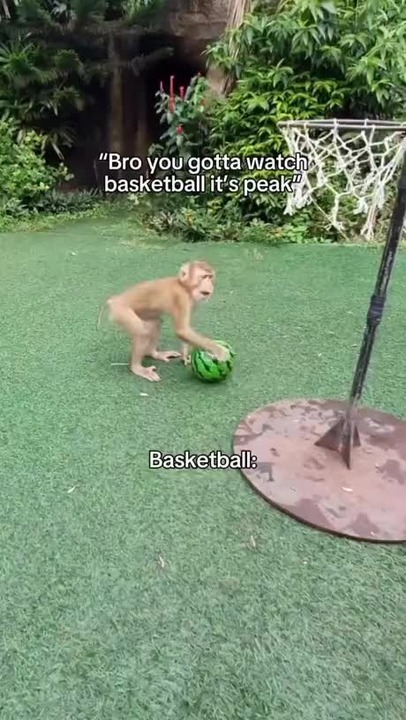 monkey playing basketball - Meme subido por ismokegkush :) Memedroid