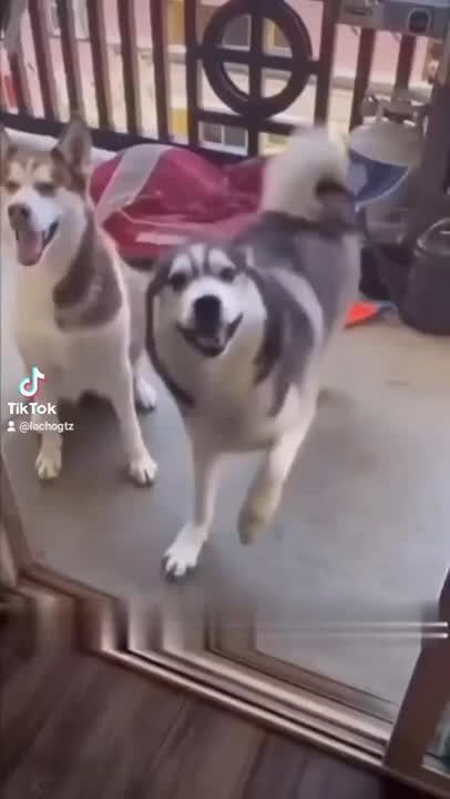 Perro bailando - Meme by deleted_2aed5aa26f9 :) Memedroid