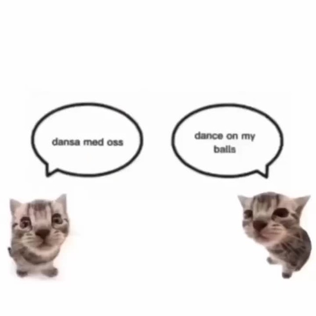 Gato cantando - Meme by TrollwaffenV2 :) Memedroid