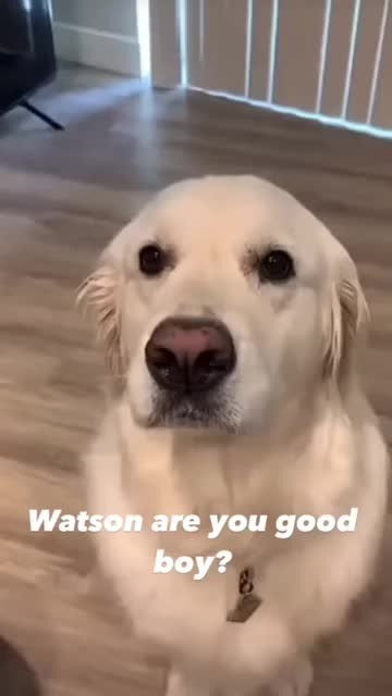 Good boy - Meme subido por Faahhrgan :) Memedroid