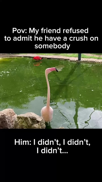 funny flamingo - Meme by Skylargaming :) Memedroid