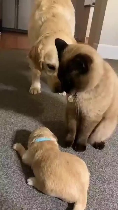 Cat approves the new puppy - Meme by Kruegernapoleon :) Memedroid