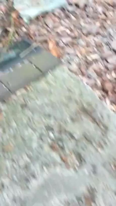 a fun cat and just meow meow - Meme by fuliani :) Memedroid