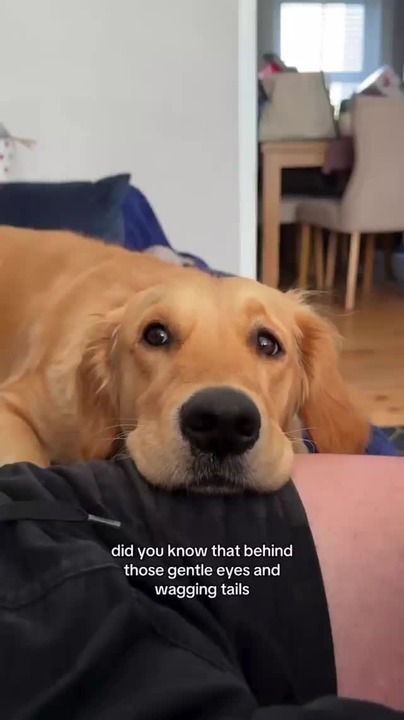 golden retrievers hiding ancient secrets - Meme by BenBluel :) Memedroid