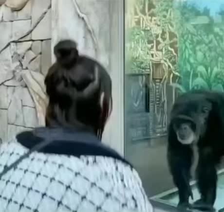 Monkey chad - Meme by thirtysouls :) Memedroid