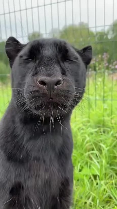 Black panther - Meme by dayxah :) Memedroid