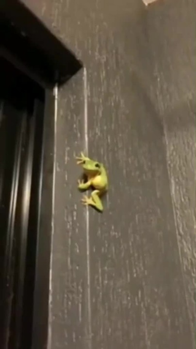 Esta dando la bienvenida :) - Meme subido por deleted_012aec3eb11 ...