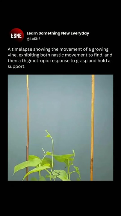 Vegans bout to start eating rocks if they ever see this vid. - Meme by ...