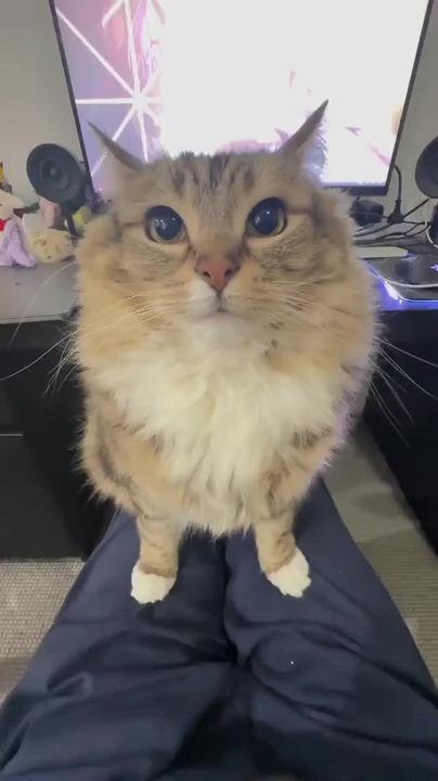 Cat asmr - Meme subido por thirtysouls :) Memedroid