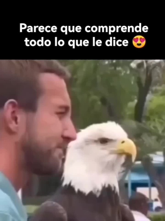 When un águila es tu mejor amigo - Meme subido por martinalonFLOV ...