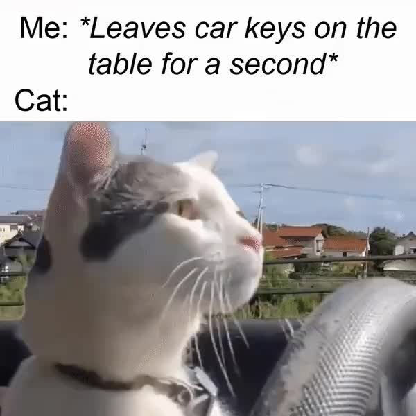My cat knows how to drive - Meme by badtropical :) Memedroid