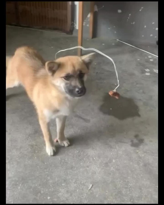 Tá rindo de que humano? - Meme by Mumunha :) Memedroid