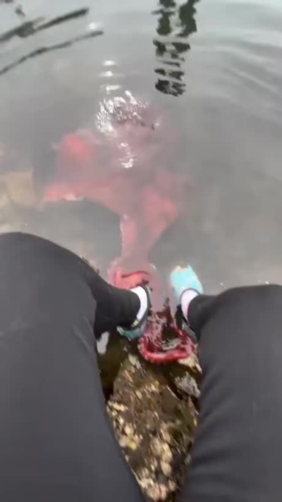 Friendly octopus - Meme by ZeroNumbCold :) Memedroid