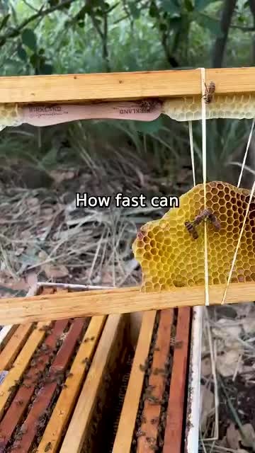 Learning about bees - Meme by jokcrazy :) Memedroid