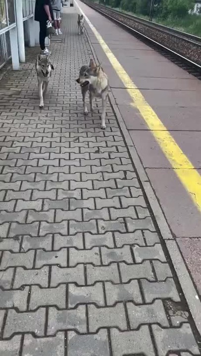 Wolf morning - Meme by mcstankus :) Memedroid