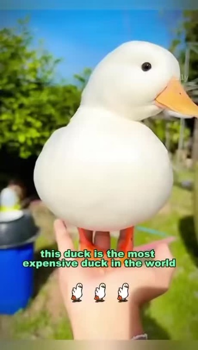 Coil duck - Meme subido por oceanapple :) Memedroid