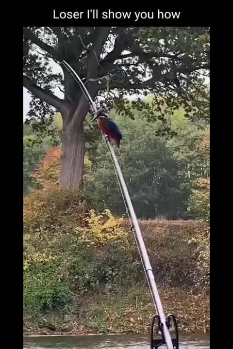 He's a king fisher - Meme by Cliffy_99 :) Memedroid