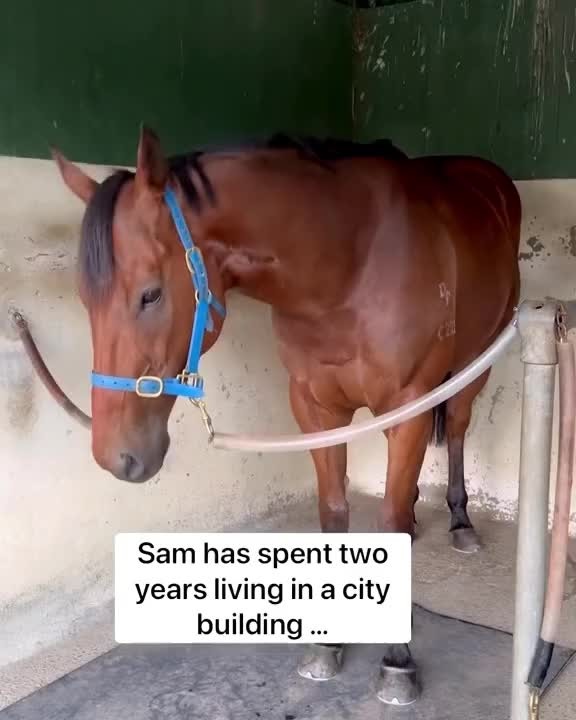 Why tf would that sweet baby be in a city building? He the mayor ...