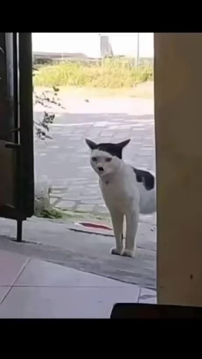 El gato más alemán que he visto - Meme subido por Novamarvels :) Memedroid