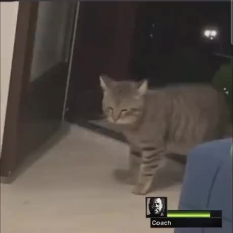 Gato weon 17 Hunter - Meme subido por TOMASMER :) Memedroid