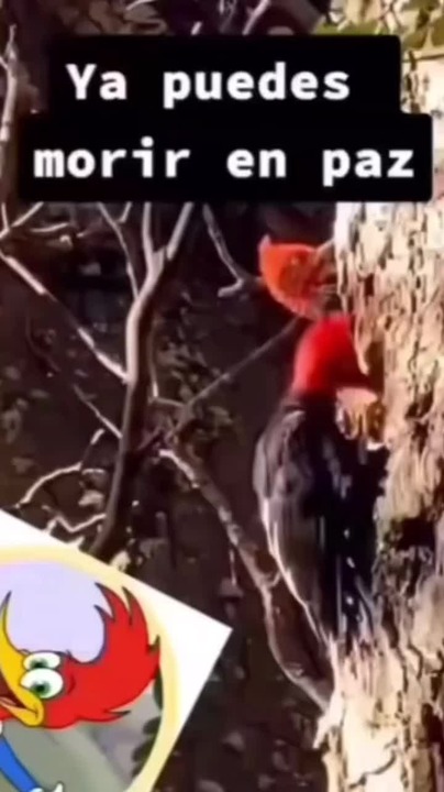 El pajaro loco suena como los pájaros locos de verdad - Meme by zervx70 ...