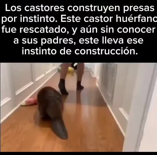 Castores con la habilidad de presa en forma base - Meme subido por ...