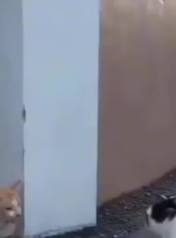 The catman - Meme by ZiggyStarburst :) Memedroid