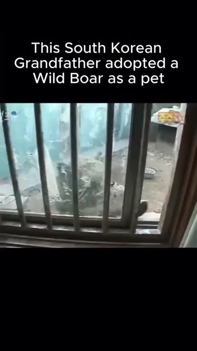 Wild boar as a pet - Meme by dexterwinter :) Memedroid