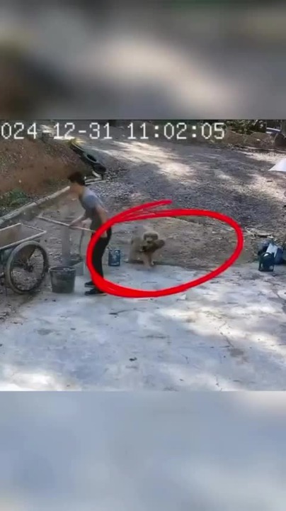 Perro le llevó un avispero a su humano - Meme by lobojavi :) Memedroid