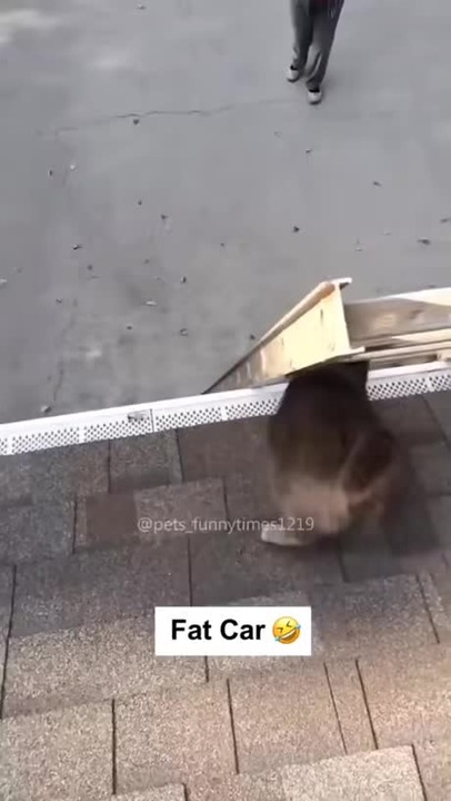 Cats goind down stairs - Meme by dexterwinter :) Memedroid