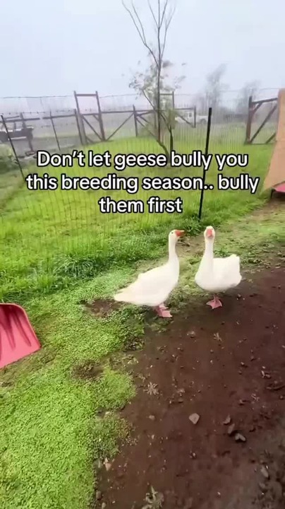 You either bully the goose or get bullied by it - Meme subido por ...