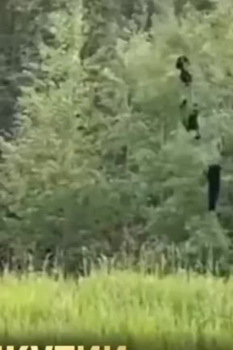 Timbear! - Meme by Cliffy_99 :) Memedroid