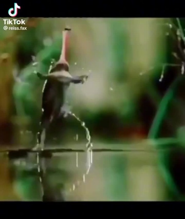 DON POLLO [ OHIO ] 2 - Meme subido por simongamer_15 :) Memedroid