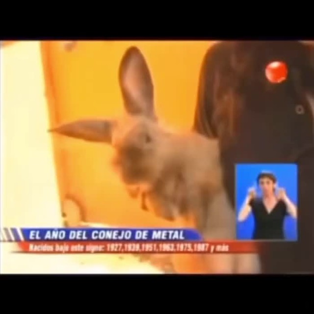 Conejo desbloqueó el ultra instinto en la vida real - Meme by ...