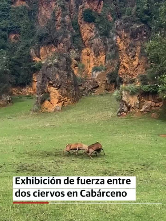 Pelea de ciervos - Meme subido por sebas7u6 :) Memedroid